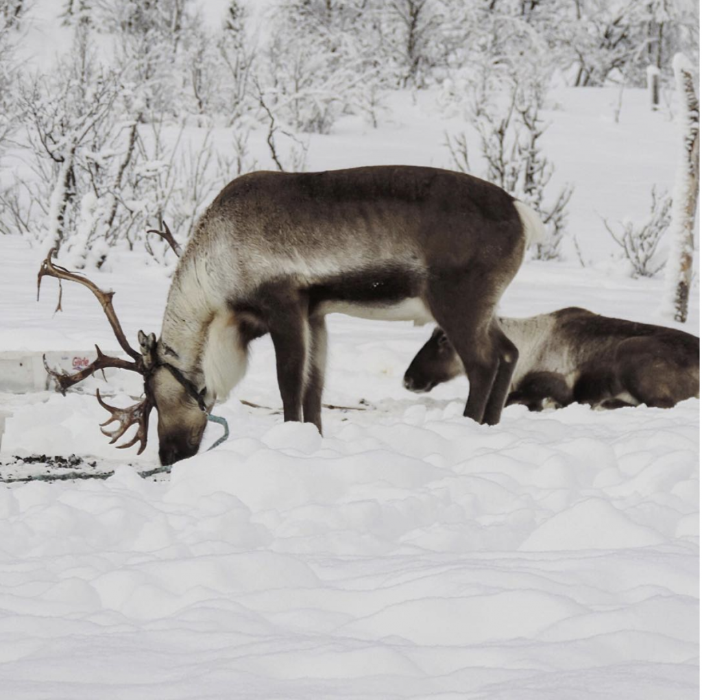Ponele la cola al reno – Portinos
